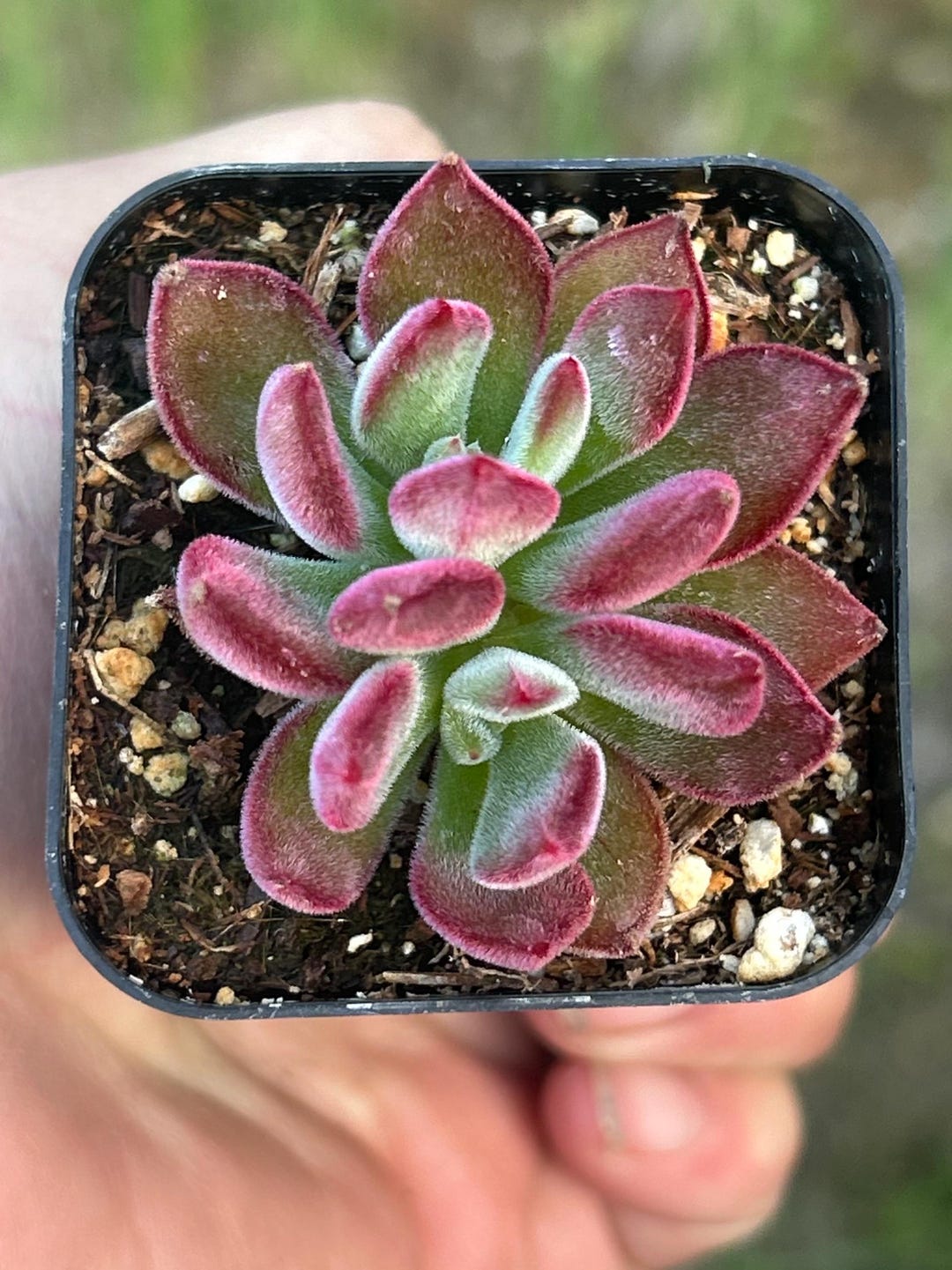 Echeveria Harmsii Devotion Ruby Blush Ruby Slippers 2” Fuzzy Succulent ...