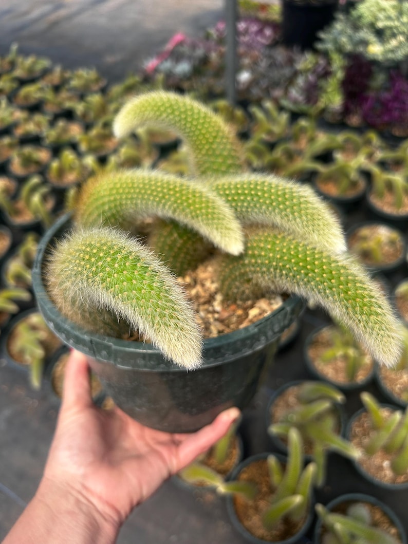 Monkey Tail Cactus Cleisto Fuzzy Loaded Hanging Pot Collectors ...