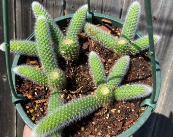 Monkey Tail Cactus - Etsy