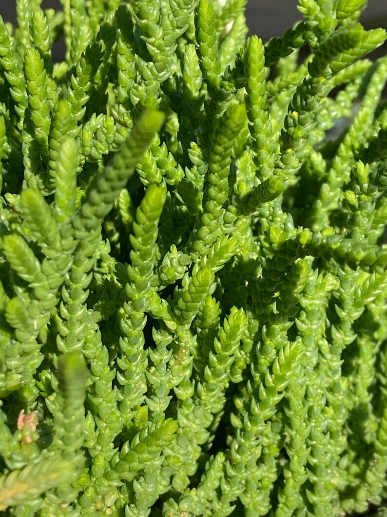Watch Chain Plant Crassula Princess Pine Variegated 2 - Etsy