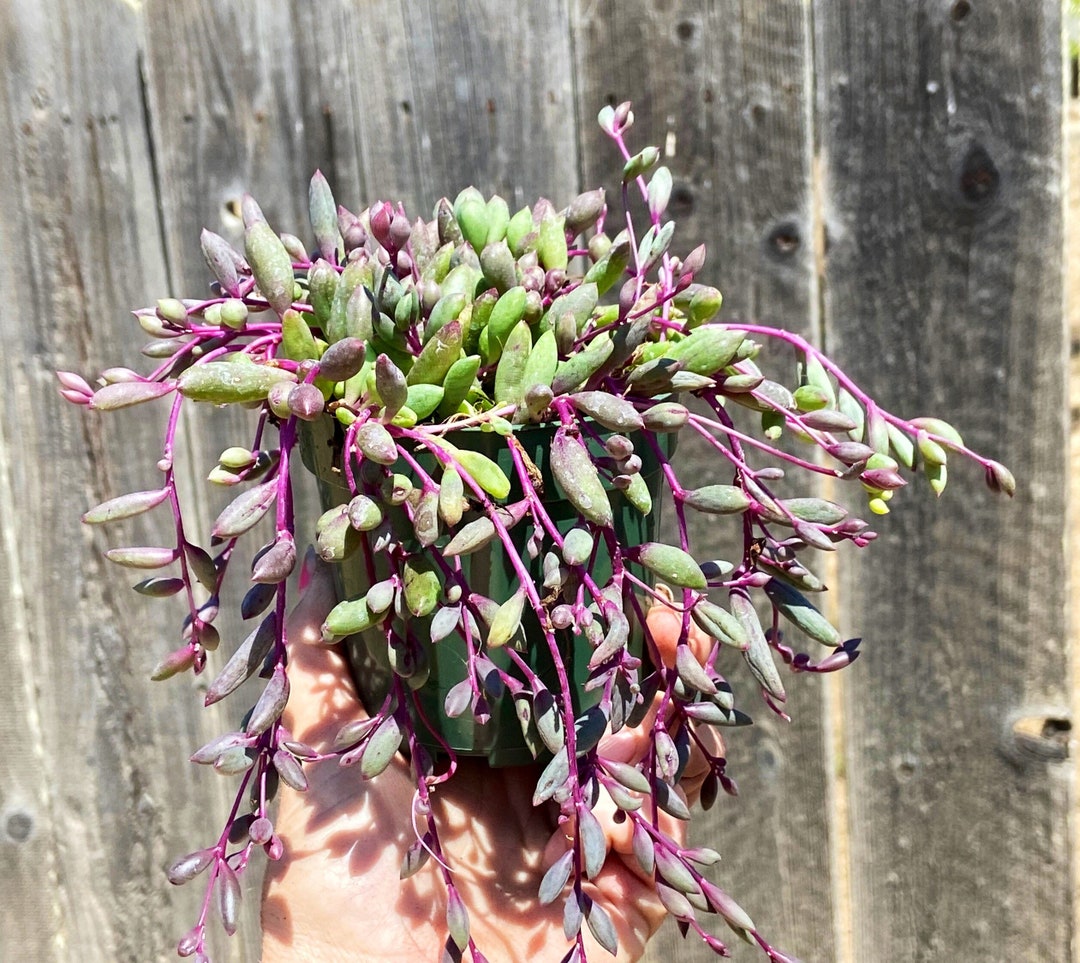 Ruby Necklace Othonna Capensis Succulent 4” - Etsy