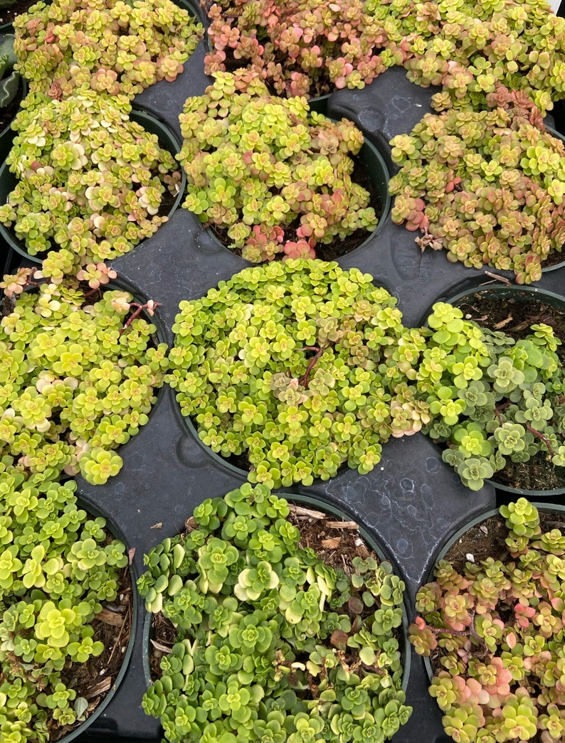 Sedum Makinoi ogon Japanese Hybrid Stonecrop 4 - Etsy