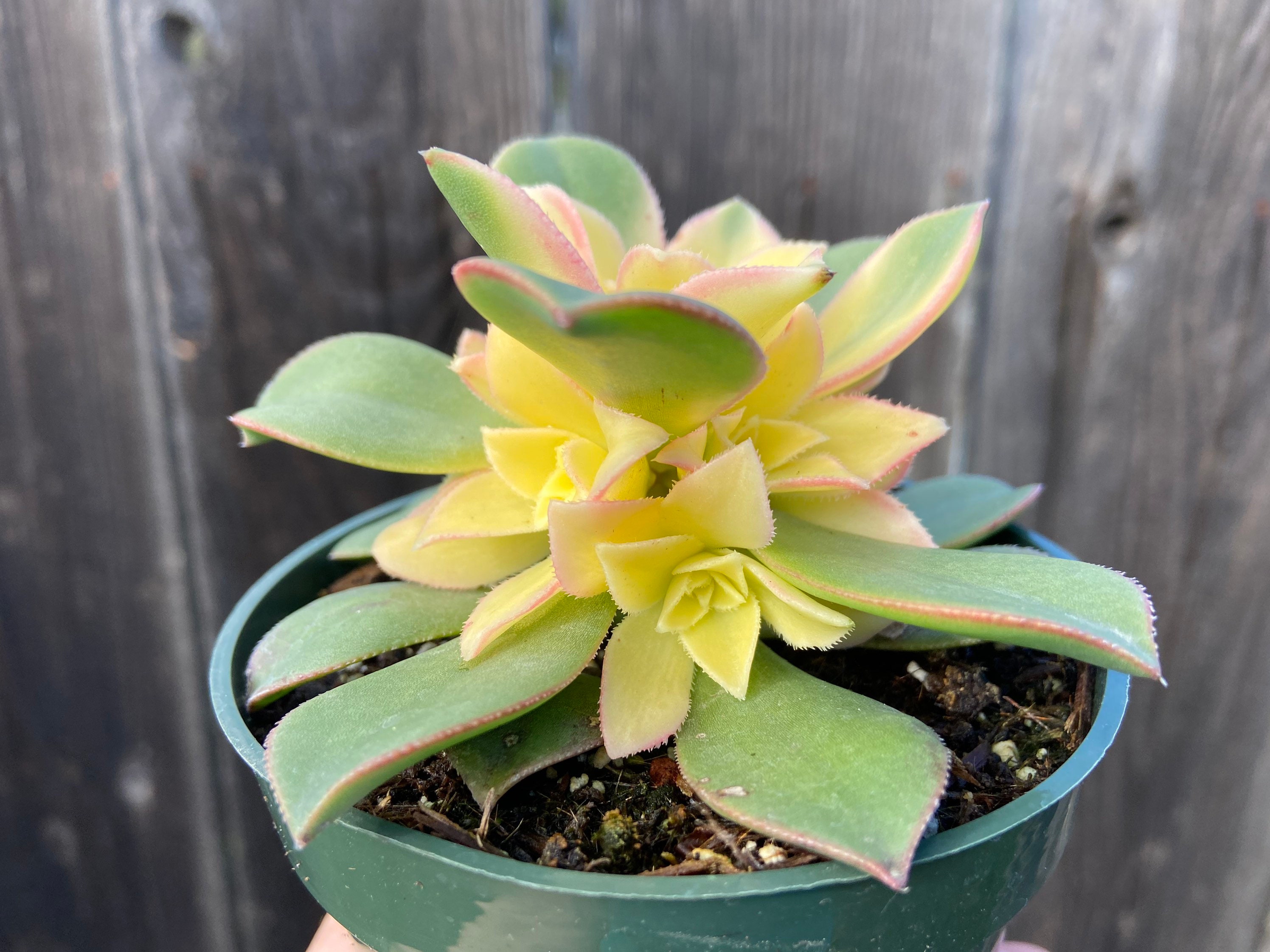 Aeonium Percarneum kiwi Cluster Shown in 4 Pot. - Etsy