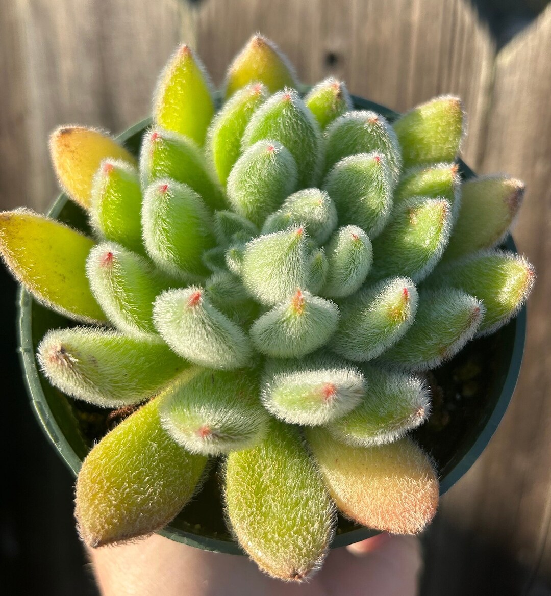 Echeveria Doris Taylor 4 Fuzzy Succulent - Etsy
