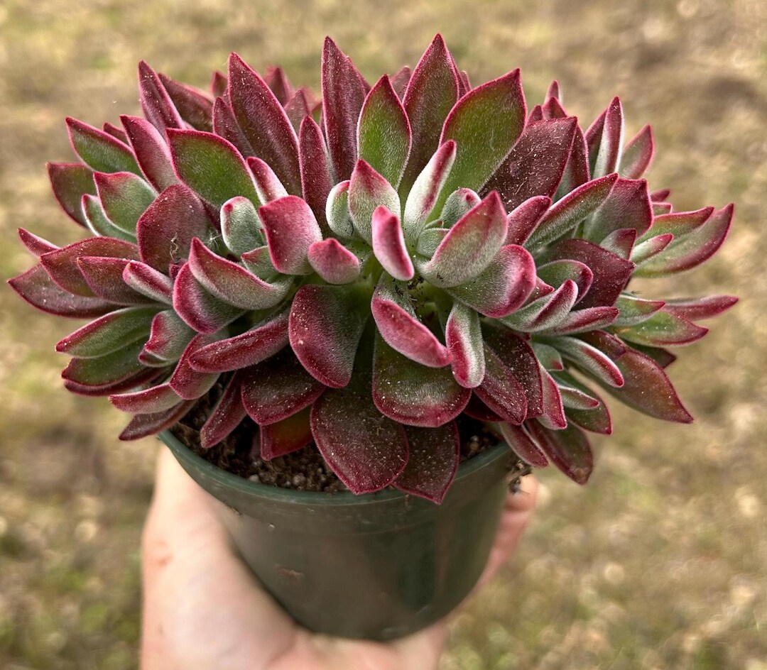Echeveria Devotion Ruby Blush 4” Clusters - Etsy