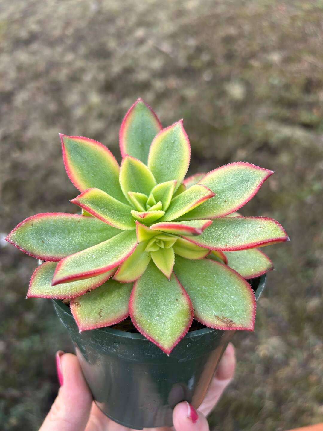 Aeonium Percarneum Kiwi 2” 4” Easy to Grow Succulent - Etsy