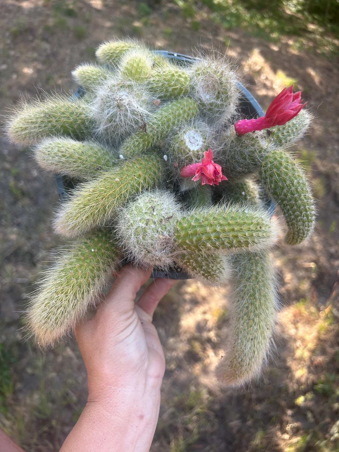 Monkey Tail Cactus Cleisto 13+ Pups - You Receive a Loaded Hanging Pot ...