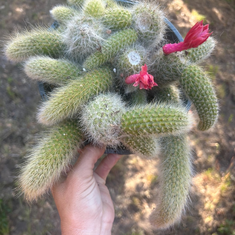 If You Are a Monkey - Etsy