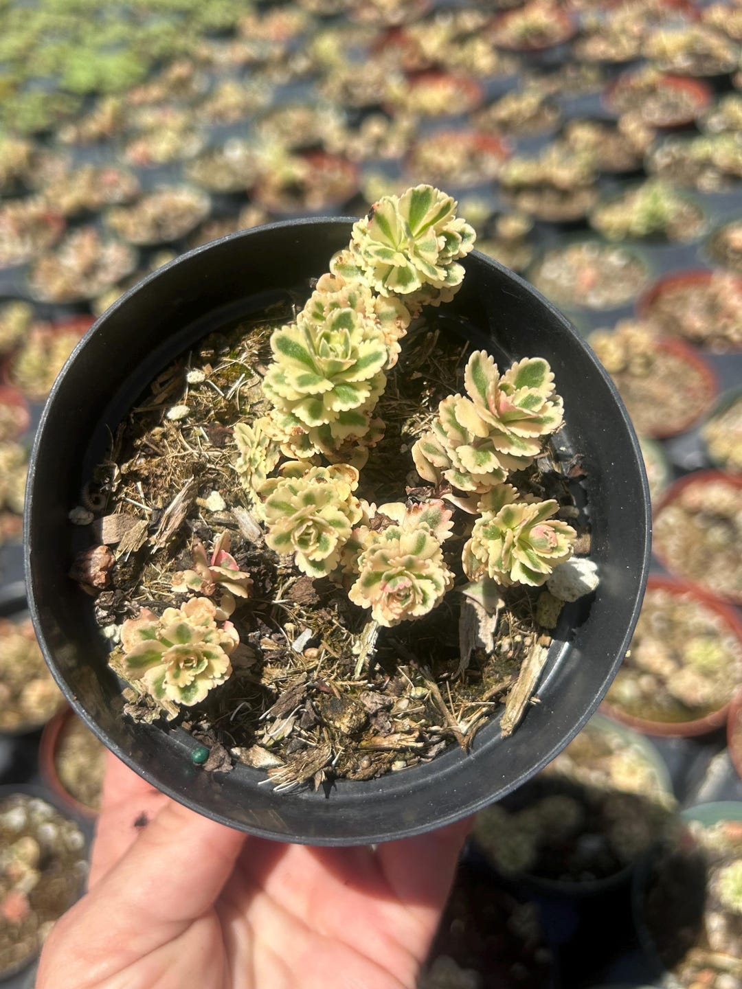 Sedum Takesimense Atlantis 4” Rare Succulent Gift Cold Hardy - Etsy