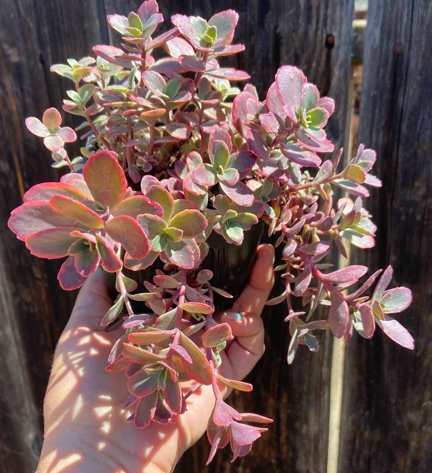 Sedum Sunsparkler Wildfire 4 - Etsy