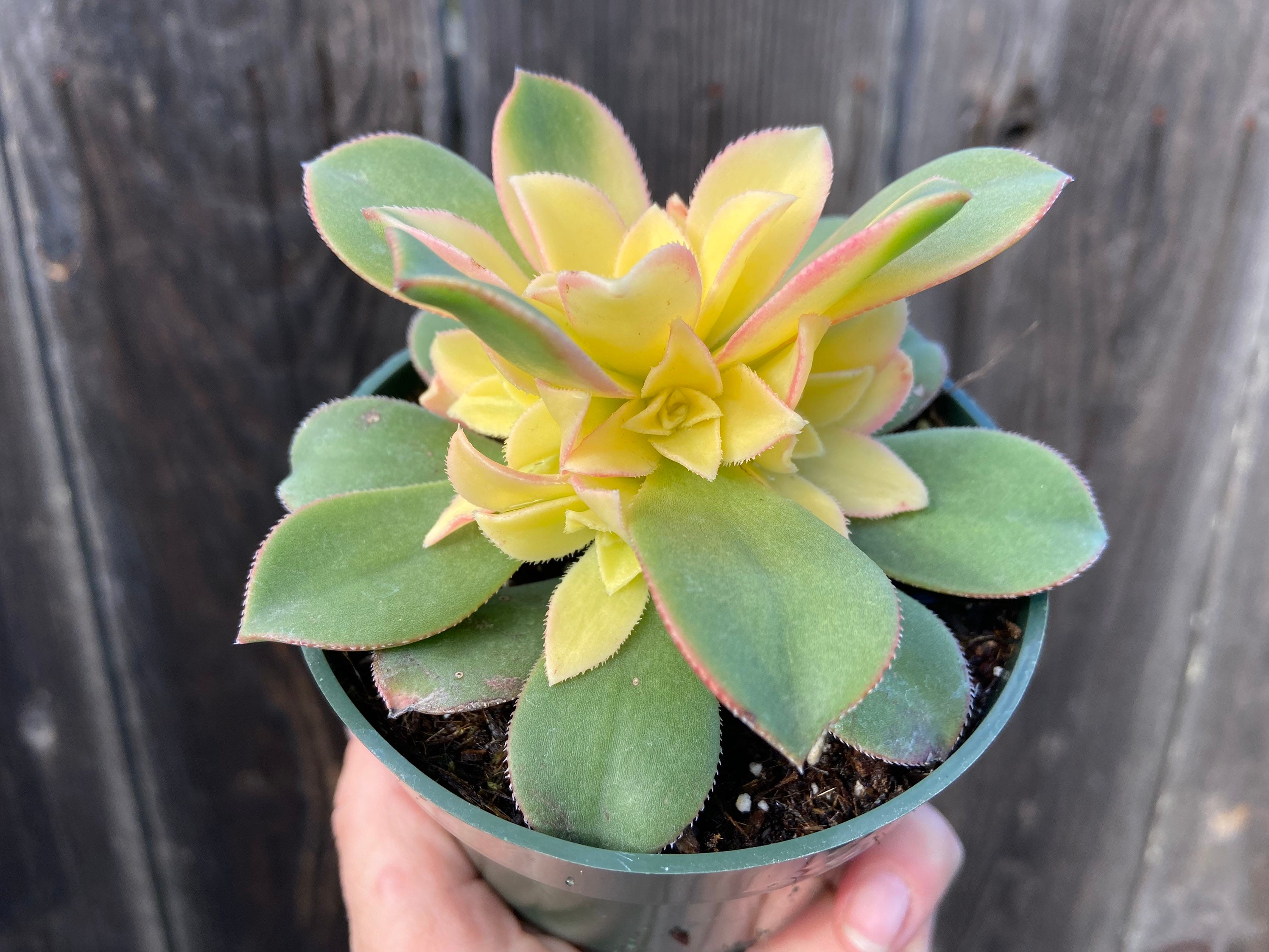 Aeonium Percarneum kiwi Cluster Shown in 4 Pot. - Etsy