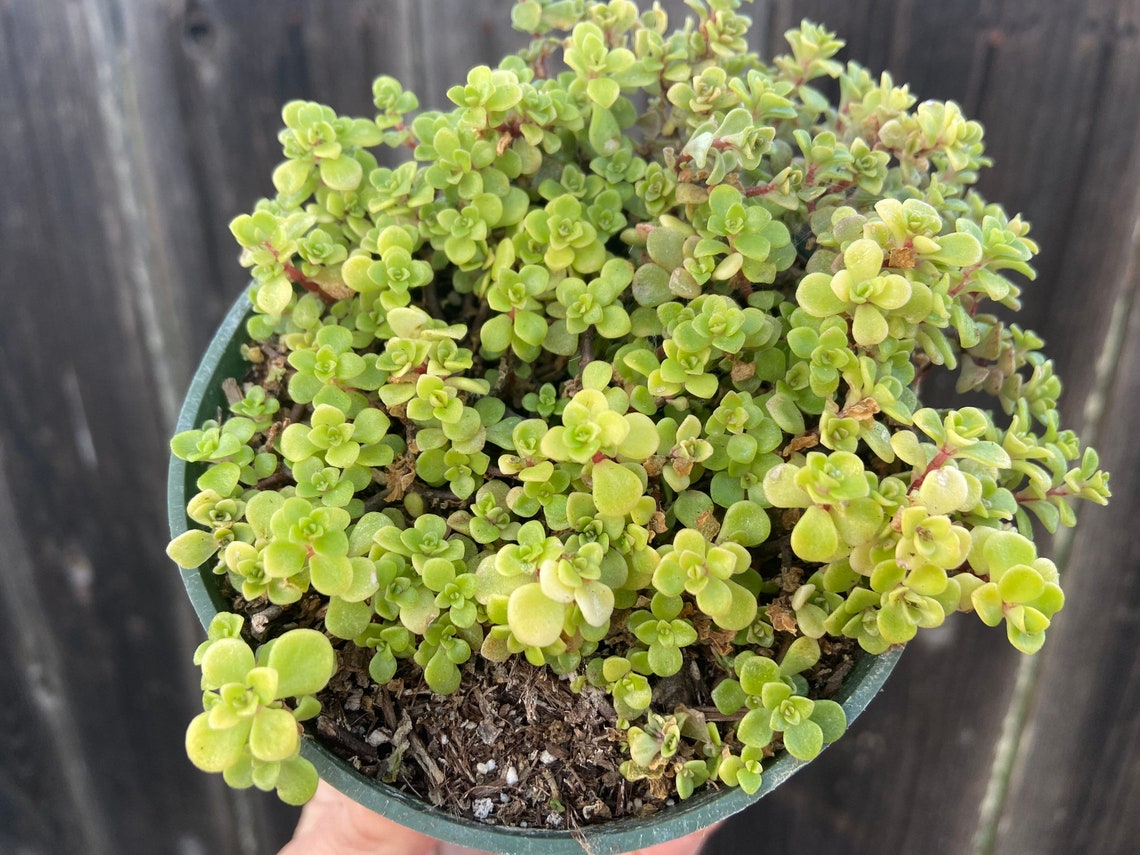 Sedum Makinoi ogon Japanese Hybrid Stonecrop 4 - Etsy