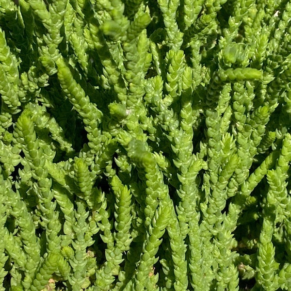 Princess Pine - Etsy