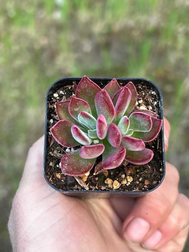 Echeveria Harmsii Devotion Ruby Blush Ruby Slippers 2” Fuzzy Succulent ...