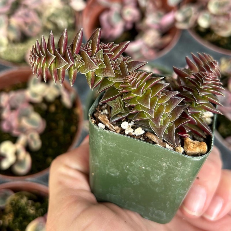 Red Pagoda Crassula - Etsy