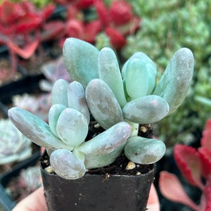 Pachyphytum Oviferum, Pink Moonstones, Jewel-leaf Plant 2 Pack in 2 Pot ...