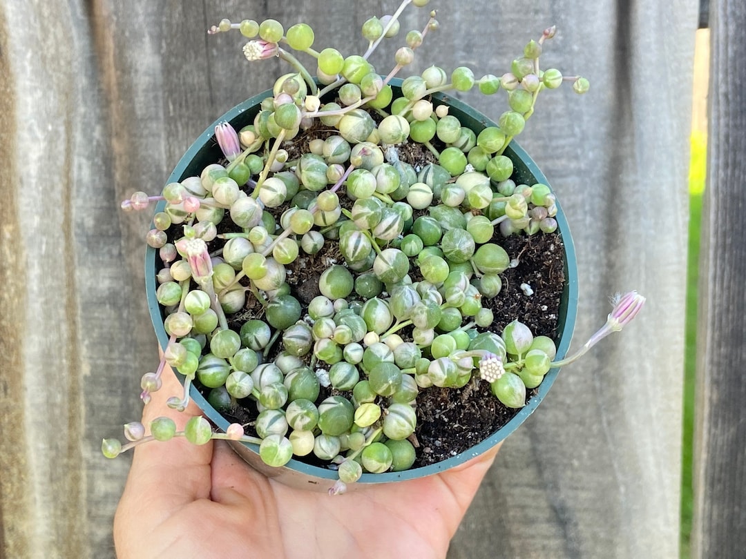 Variegated String of Pearls Rare 4” - Etsy