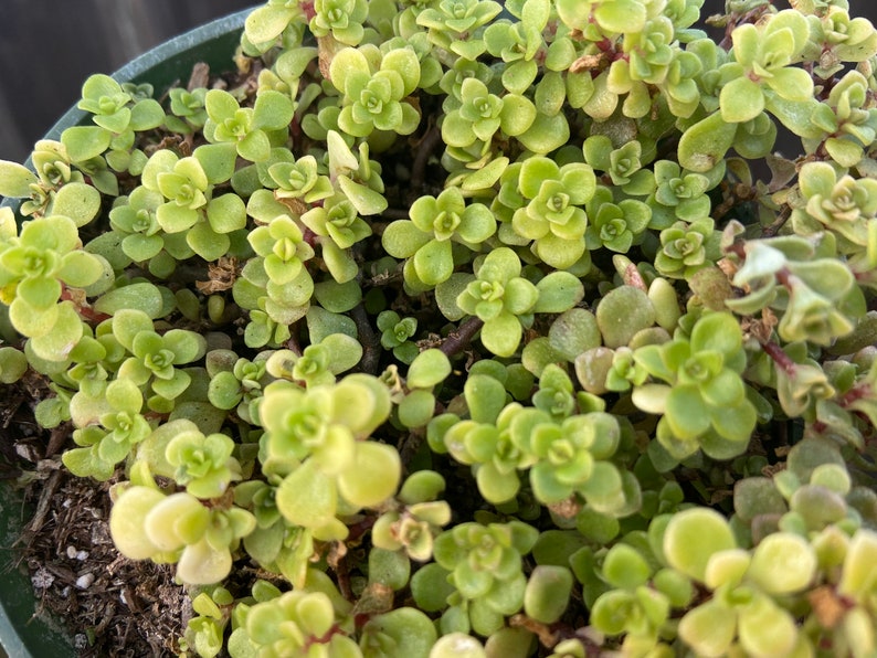 Sedum Makinoi ogon Japanese Hybrid Stonecrop 4 - Etsy