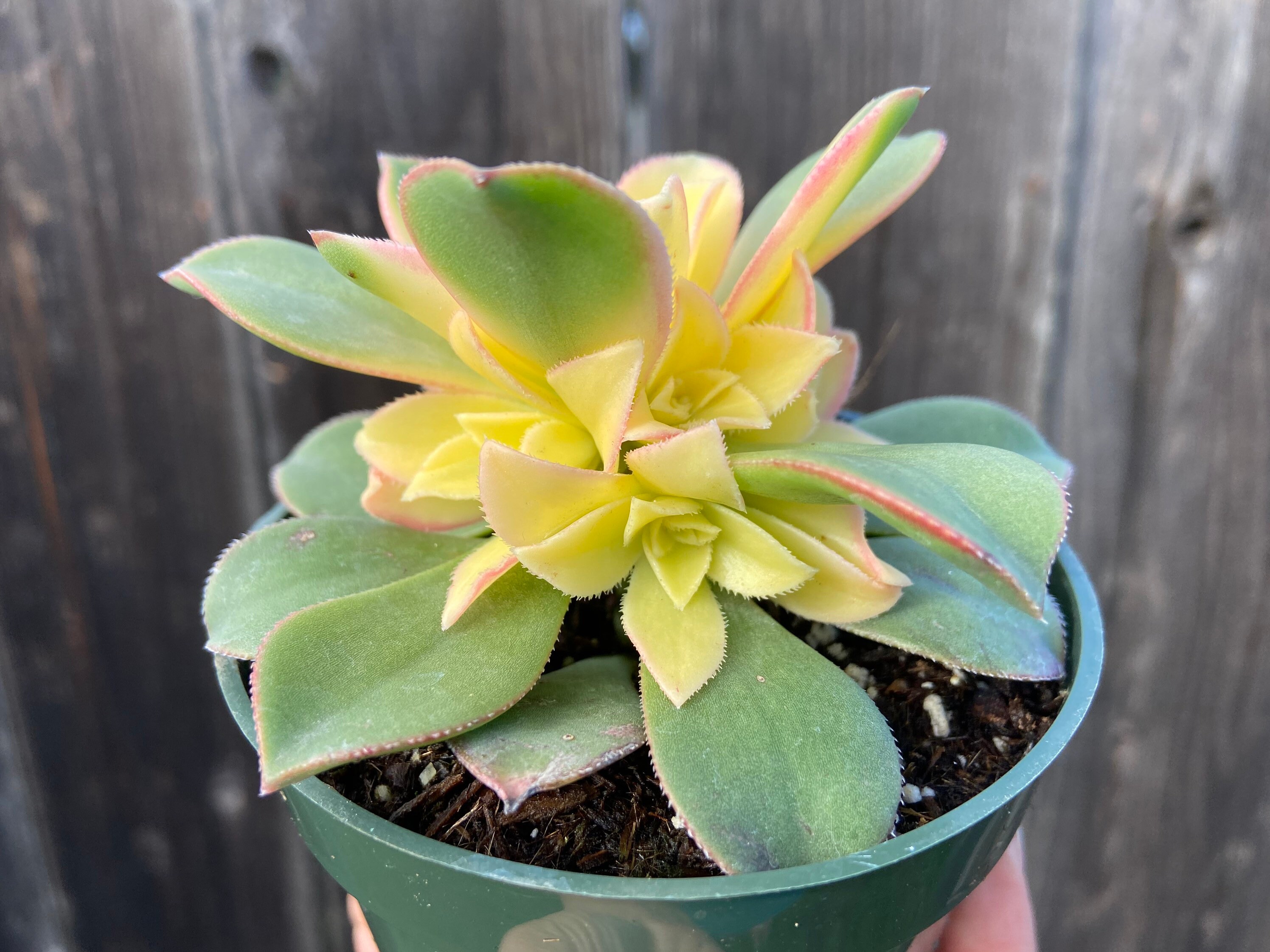 Aeonium Percarneum kiwi Cluster Shown in 4 Pot. - Etsy