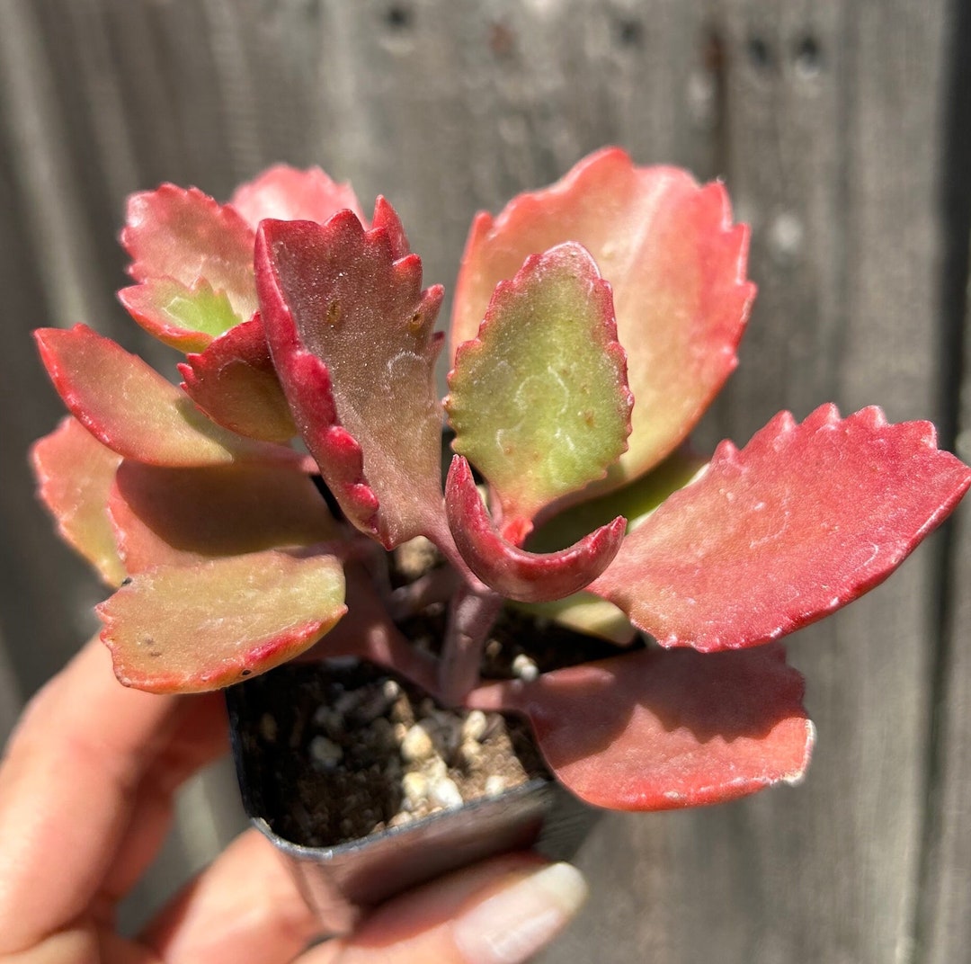 Kalanchoe Sexangularis, Bushveld Kalanchoe, Six-angled Kalanchoe, Red ...