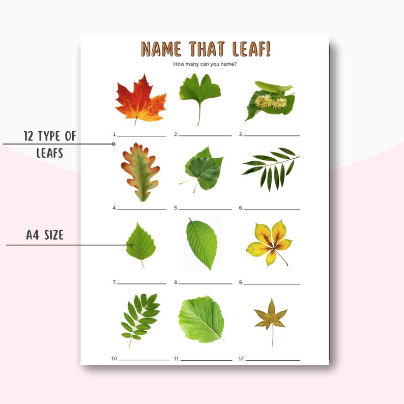 Name That Leaf Quiz, Printable Leaf Identification Game for Kids and ...