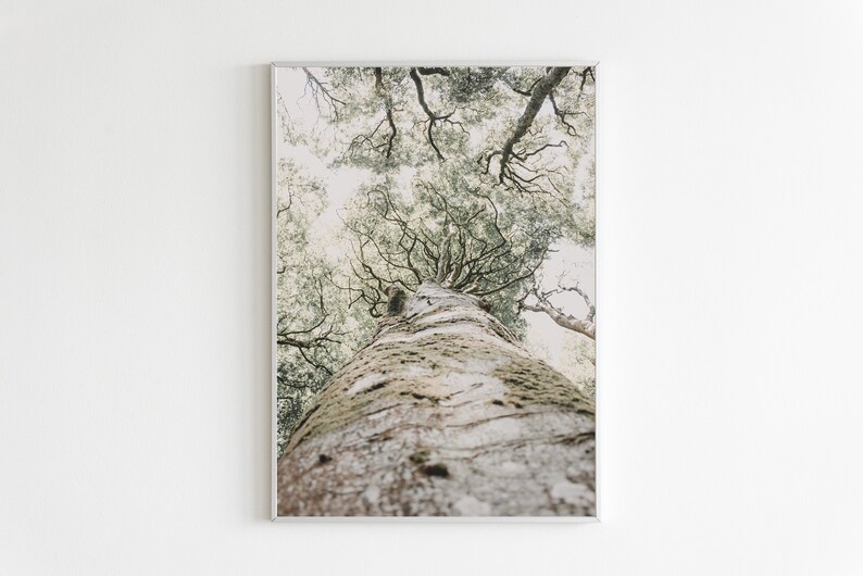 Neutral Beech Tree Wall Art - Etsy