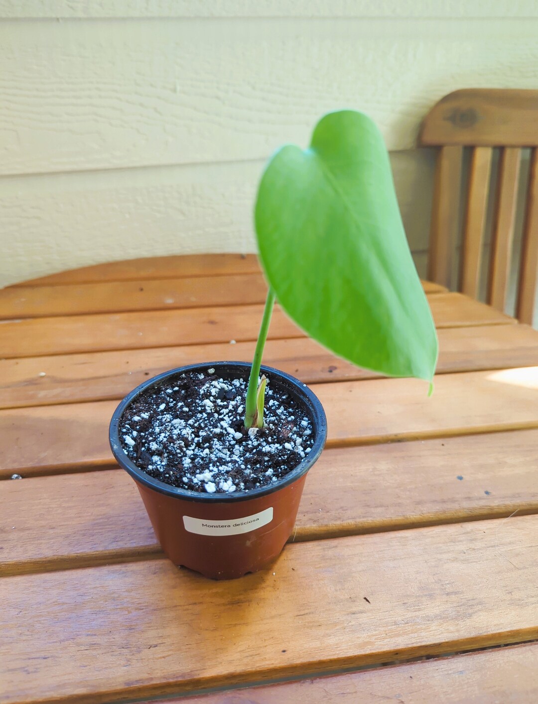 Monstera Deliciosa Split Leaf Starter Plant - Etsy