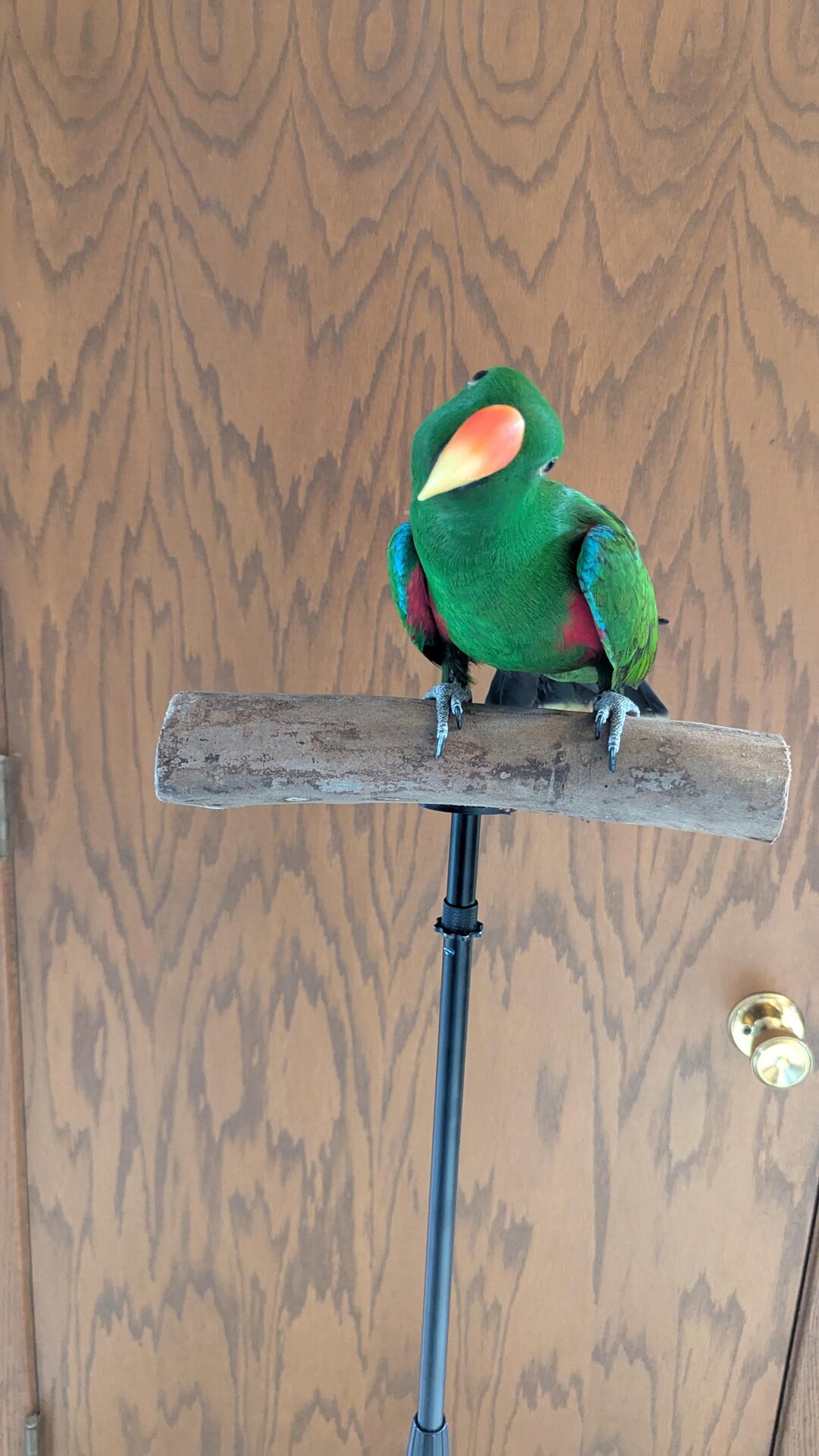 Adjustable Bird Training Perch Stand - Etsy