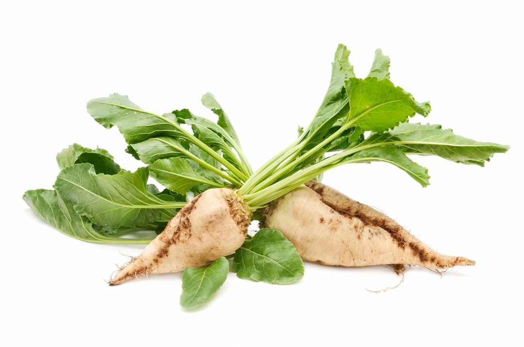 Sugar Beet Seeds White Sugar Beetroot Turnip Seeds Organic Non GMO ...
