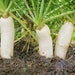 Daikon Radish Seeds Chinese Luóbo Lobak Lo Pak White Carrot Asian Chai ...