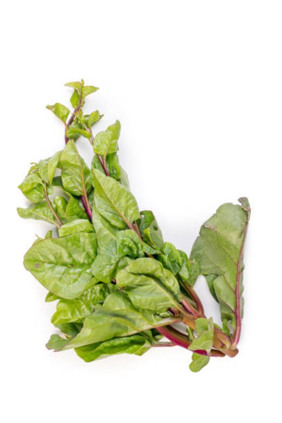 Malabar Red Stem Red Vine Indian Alugbati Vietnamese Ceylon | Etsy