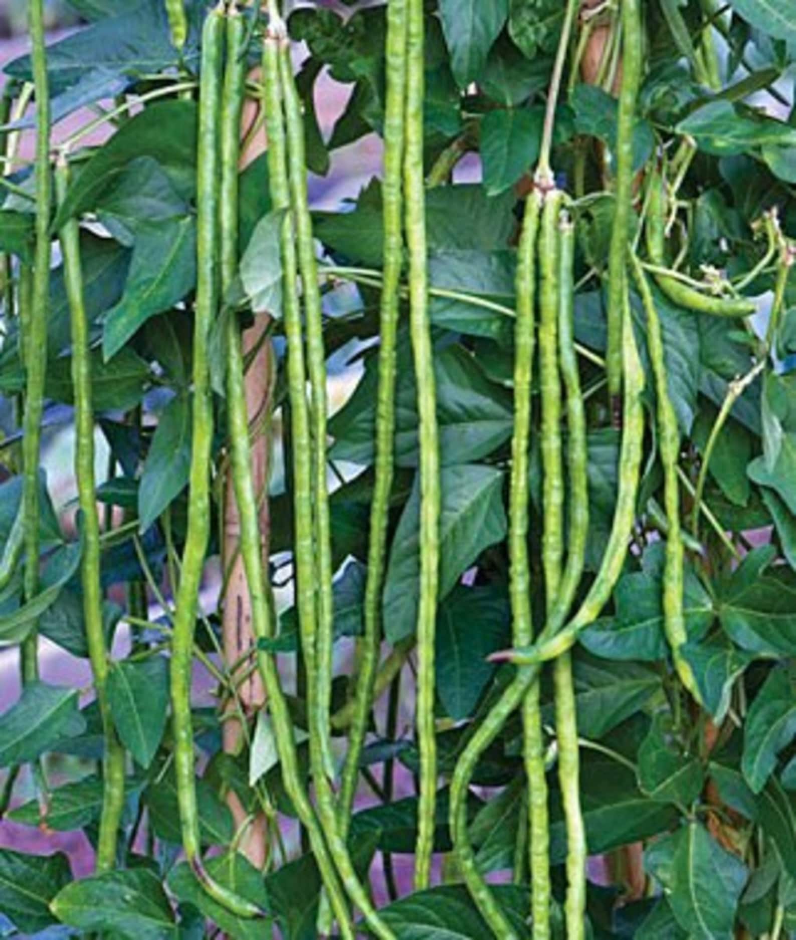 Yard Long Bean Seeds Asparagus Bean Long Podded Cowpea Chinese Long ...