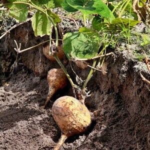 Jicama Seeds Mexican Yam Bean Root Chinese Saa Got Sweet Turnip Seeds ...