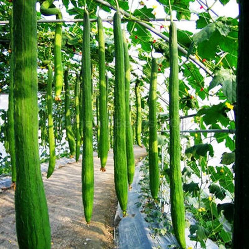 Extra Long Luffa Seeds Chinese Okra Loofah Loofa Smooth Gourd | Etsy