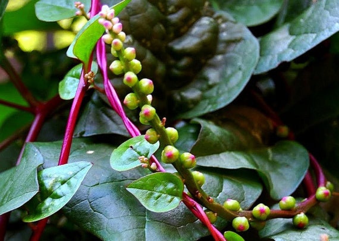 Malabar Red Stem Red Vine Indian Alugbati Vietnamese Ceylon Etsy