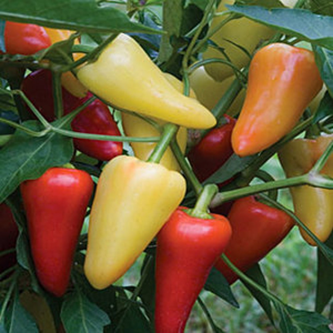 Santa Fe Grande Pepper Seeds Yellow Hot Chili Bell Guero Jalapeno Seeds ...