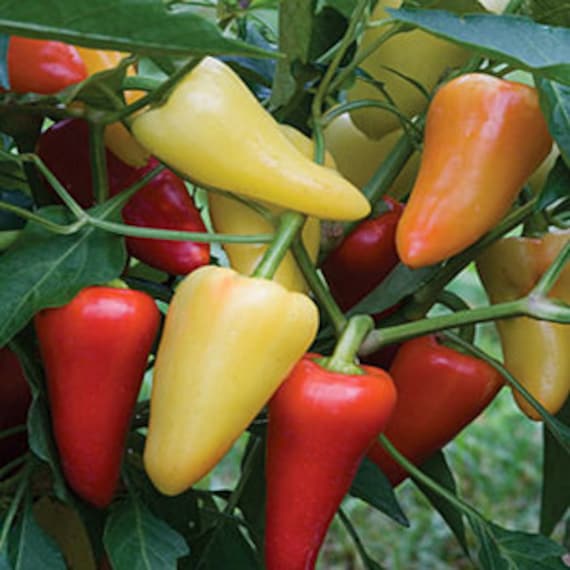 Santa Fe Grande Pepper Seeds Yellow Hot Chili Bell Guero | Etsy