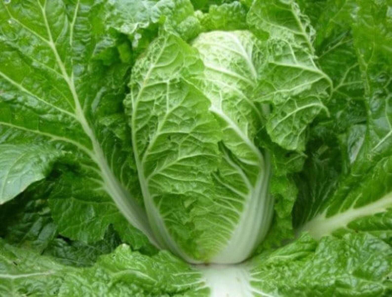 Chinese Cabbage Seeds Da Bai Cai Won Bok Choy Japanese Korean | Etsy