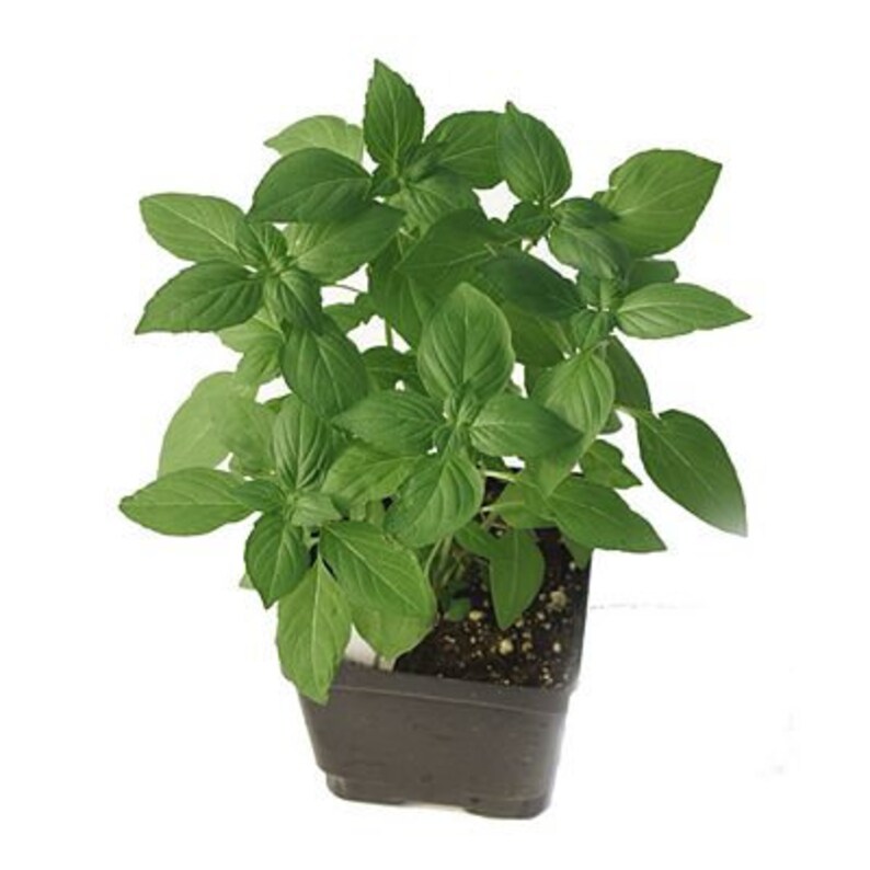 Lemon Basil Herb Seeds USA Heirloom Organic Garden Seeds Non GMO ...