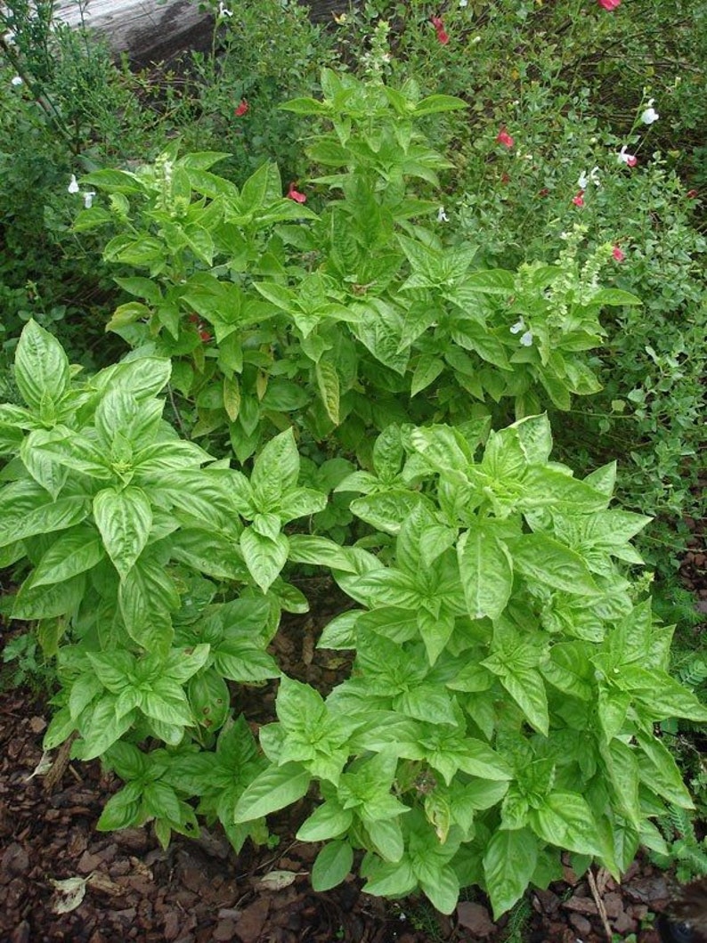 Sweet Italian Basil Seeds Genovese Basil Herb Seeds Non GMO Organic ...