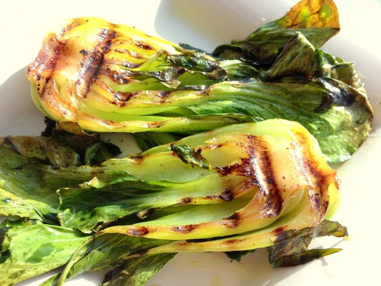 Bok Choy Pak Choi Seeds USA Pok Choy Canton Asian Vegetable | Etsy