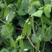 Austrian Winter Pea Seeds Field Pea Green Pea English Pea Forage Garden ...