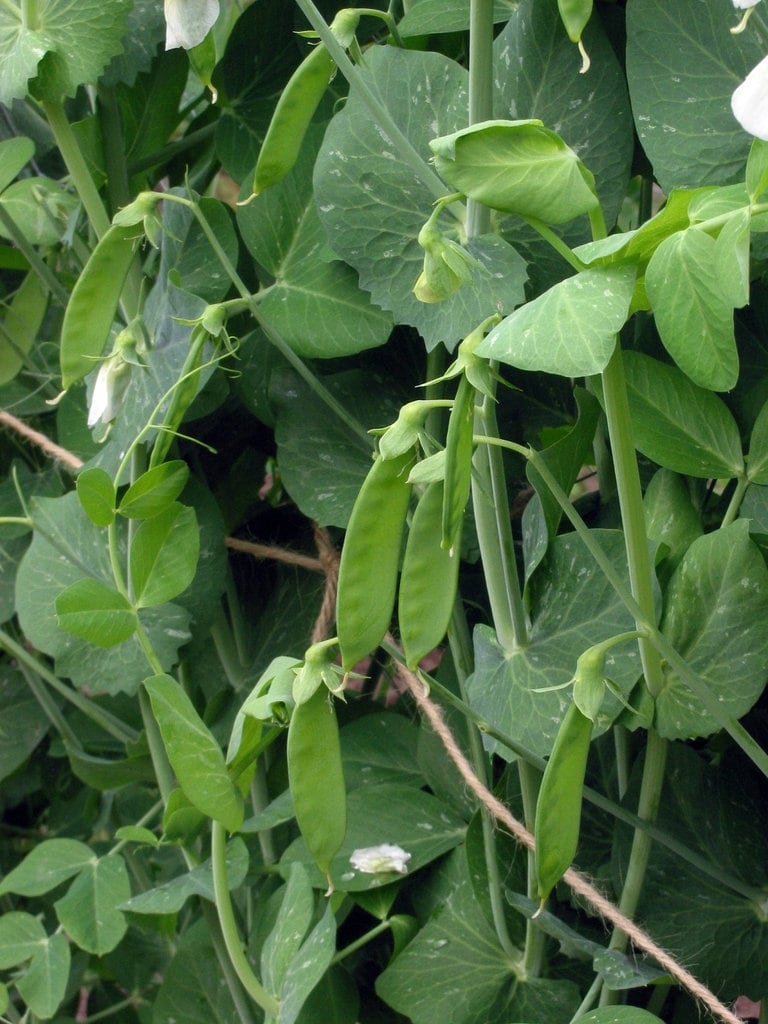 Austrian Winter Pea Seeds Field Pea Green Pea English Pea Forage Garden ...