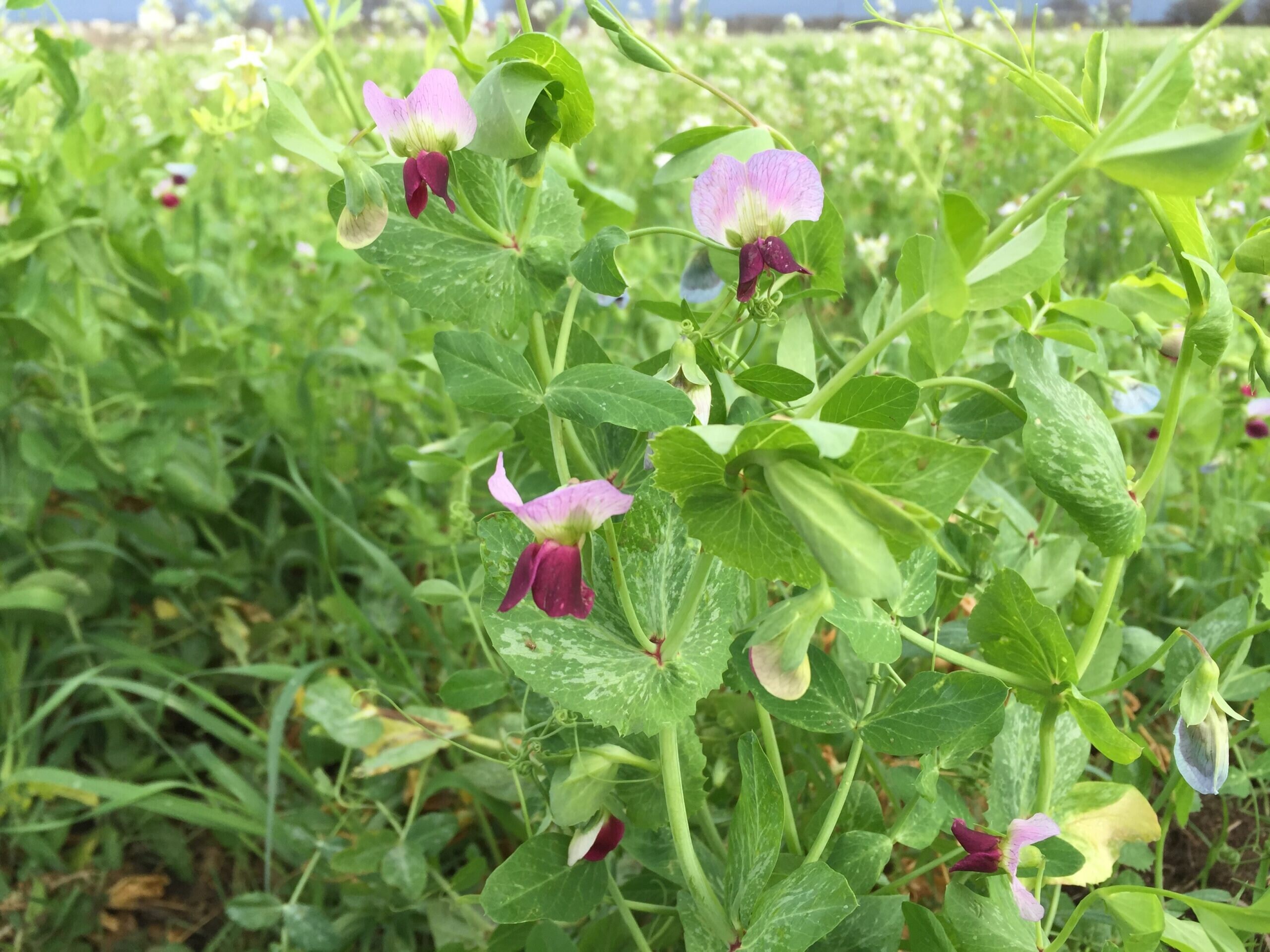 Austrian Winter Pea Seeds Field Pea Green Pea English Pea Forage Garden ...