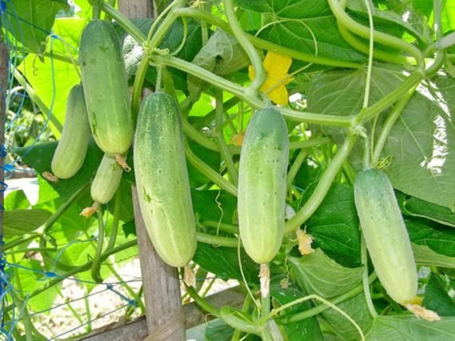 Pickling Cucumber Seeds Gherkin Cucumbers Cuke Seeds Organic | Etsy
