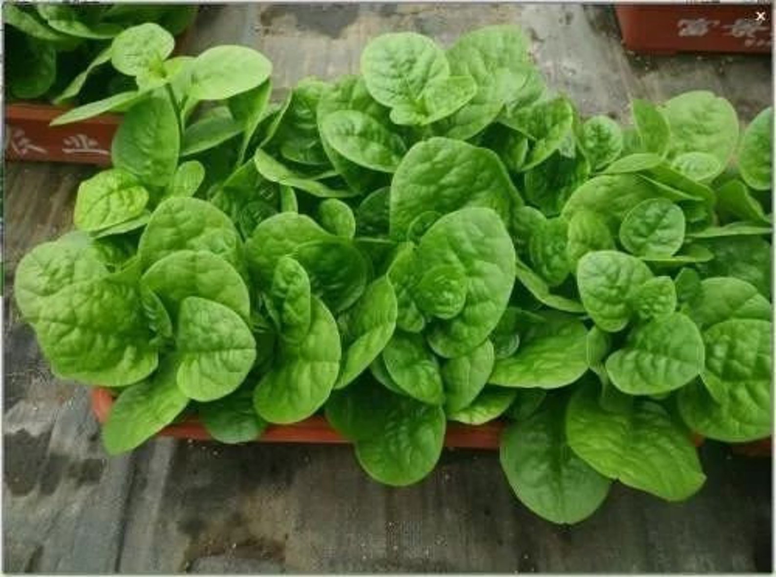 Malabar Spinach Seeds Ceylon Spinach Basella Alba Alugbati 木耳菜 | Etsy