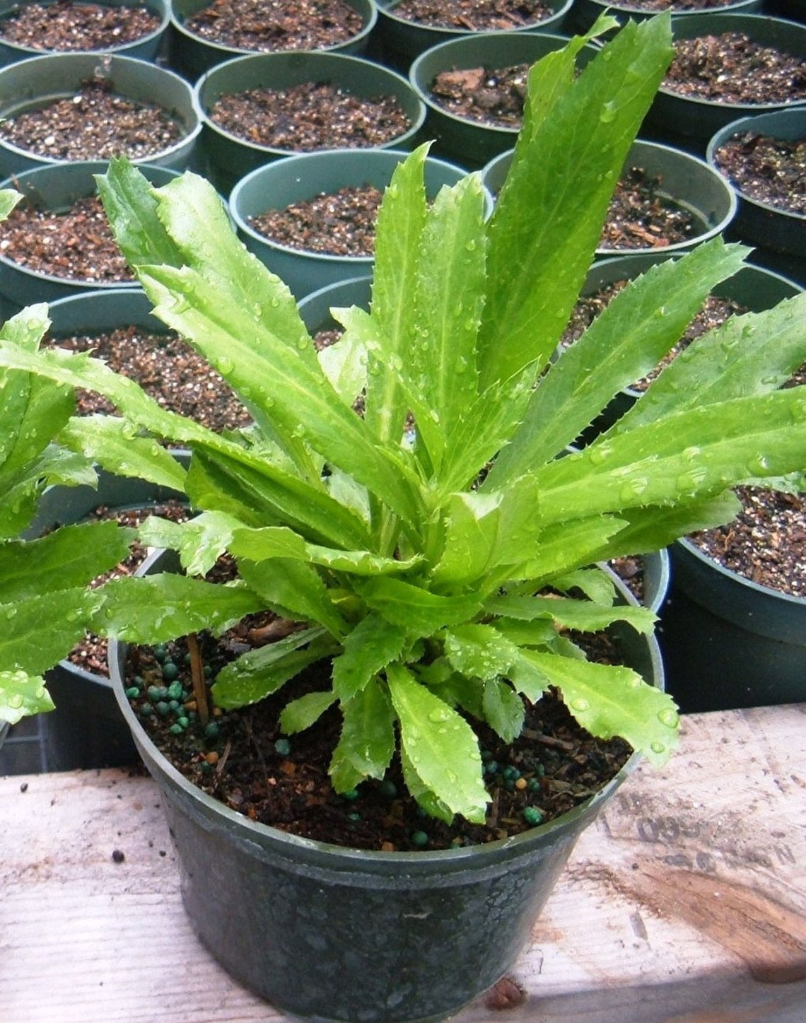 Culantro Seeds Recao Mexican Coriander Ngò Gai Vietnamese | Etsy