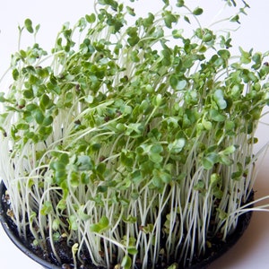 Broccoli Seeds Calabrese Green Sprouting Broccoli Broccolini Seeds ...