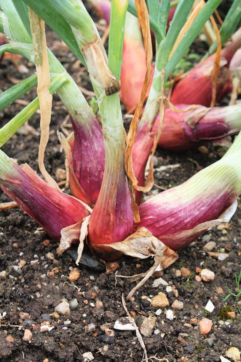 Monique French Pink Shallot Sets for Planting - Bulbs Seeds for Growing ...