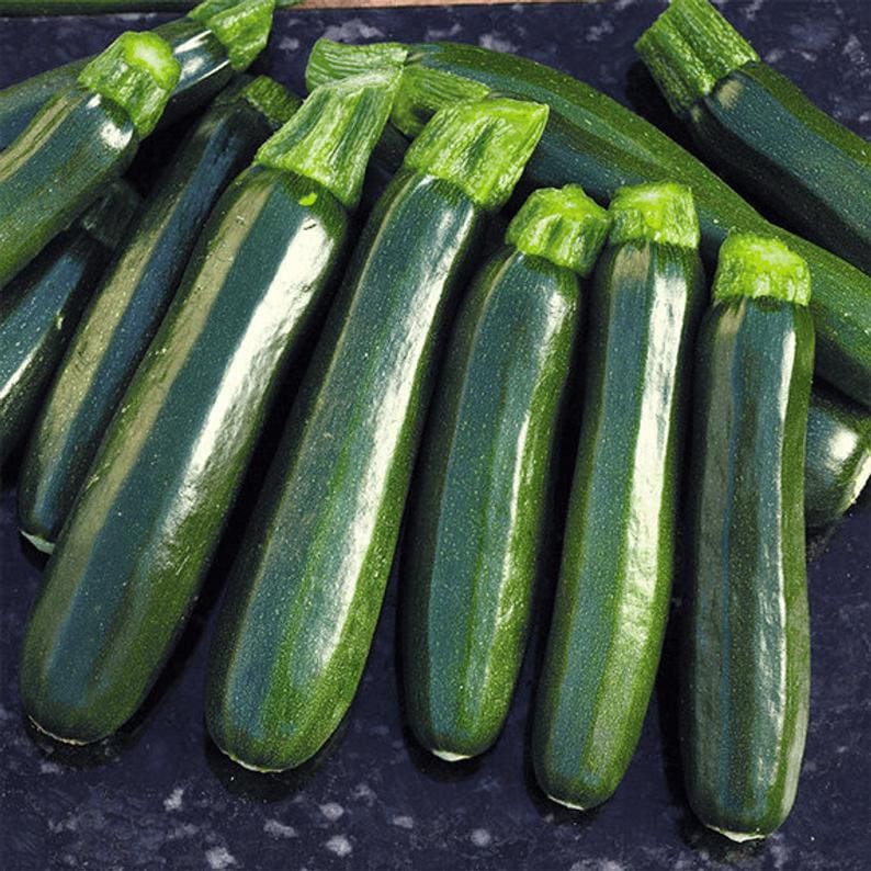 Zucchini Seeds USA Garden Vegetable Courgette Black Beauty Squash Seeds ...